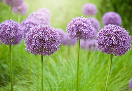 IWH: Penyesuaian ekspektasi pemangkasan suku bunga